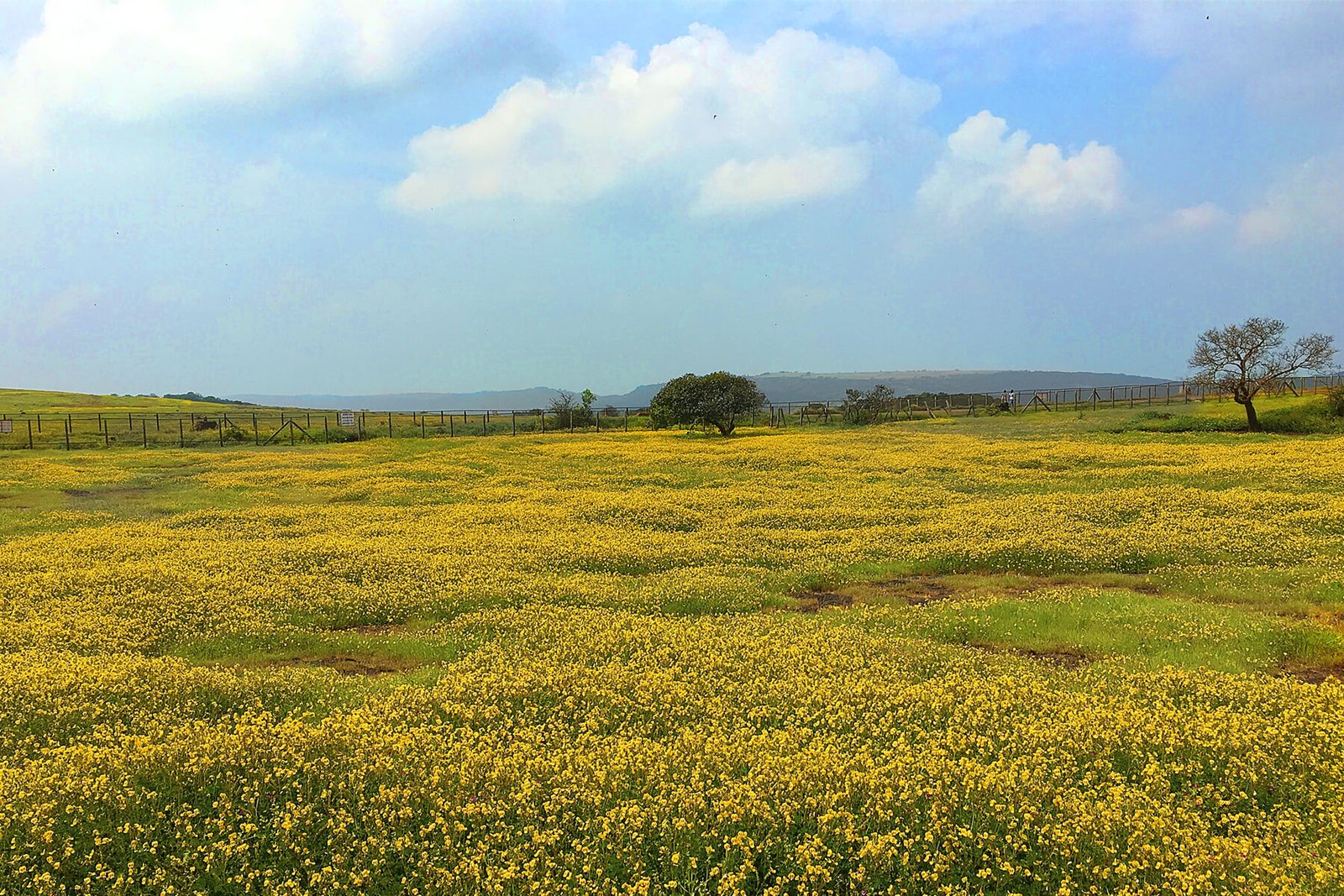Kaas Pathar - AroundPune