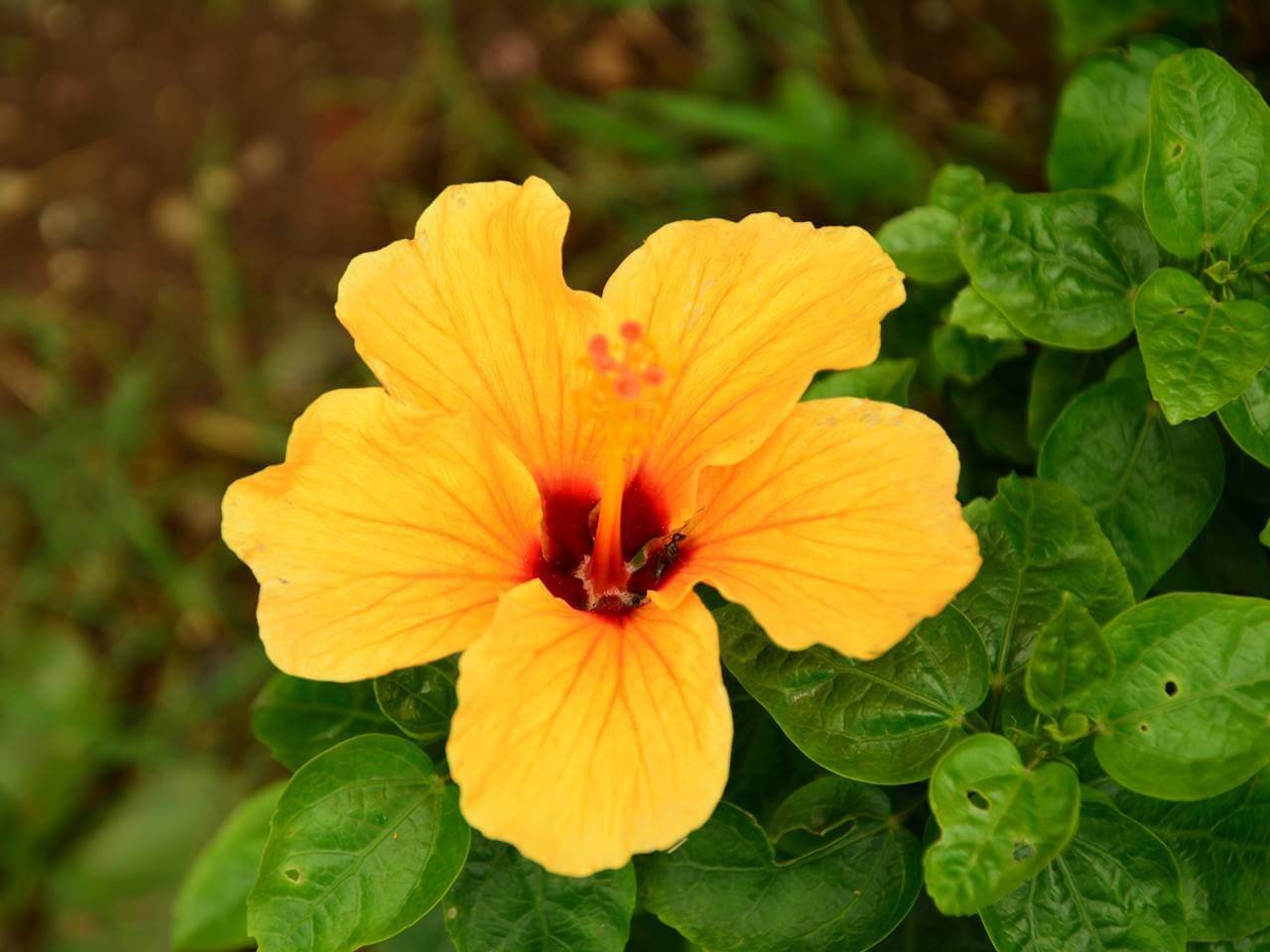 Saguna Baug Agro Tourism Resort - AroundPune