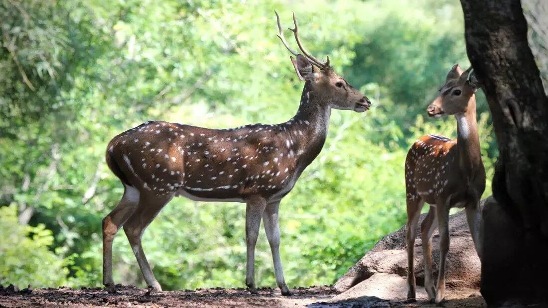 Jadhavgadh Fort - AroundPune